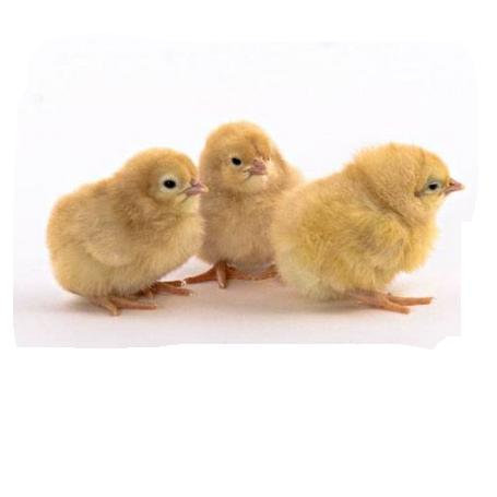 El pollito lito en su cascarón - Imagui